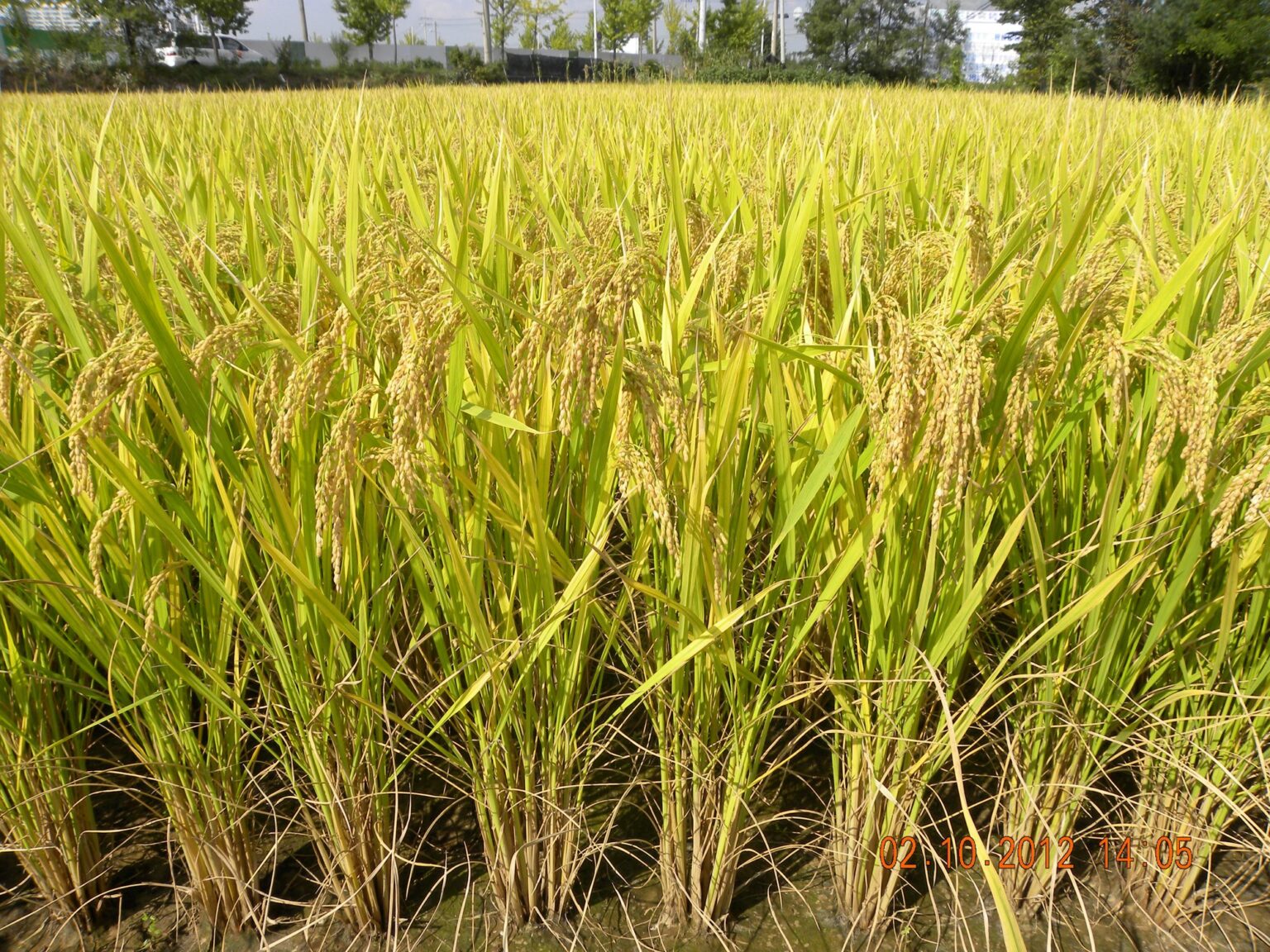 진상2호 - Seedpia