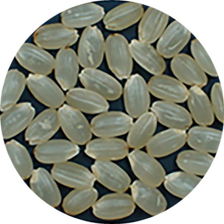 현농1호 - Seedpia