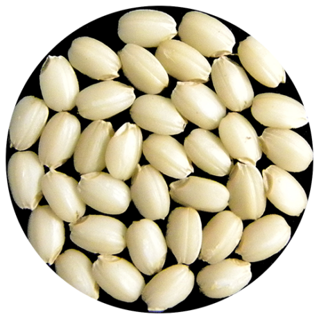 시드피아 - Seedpia