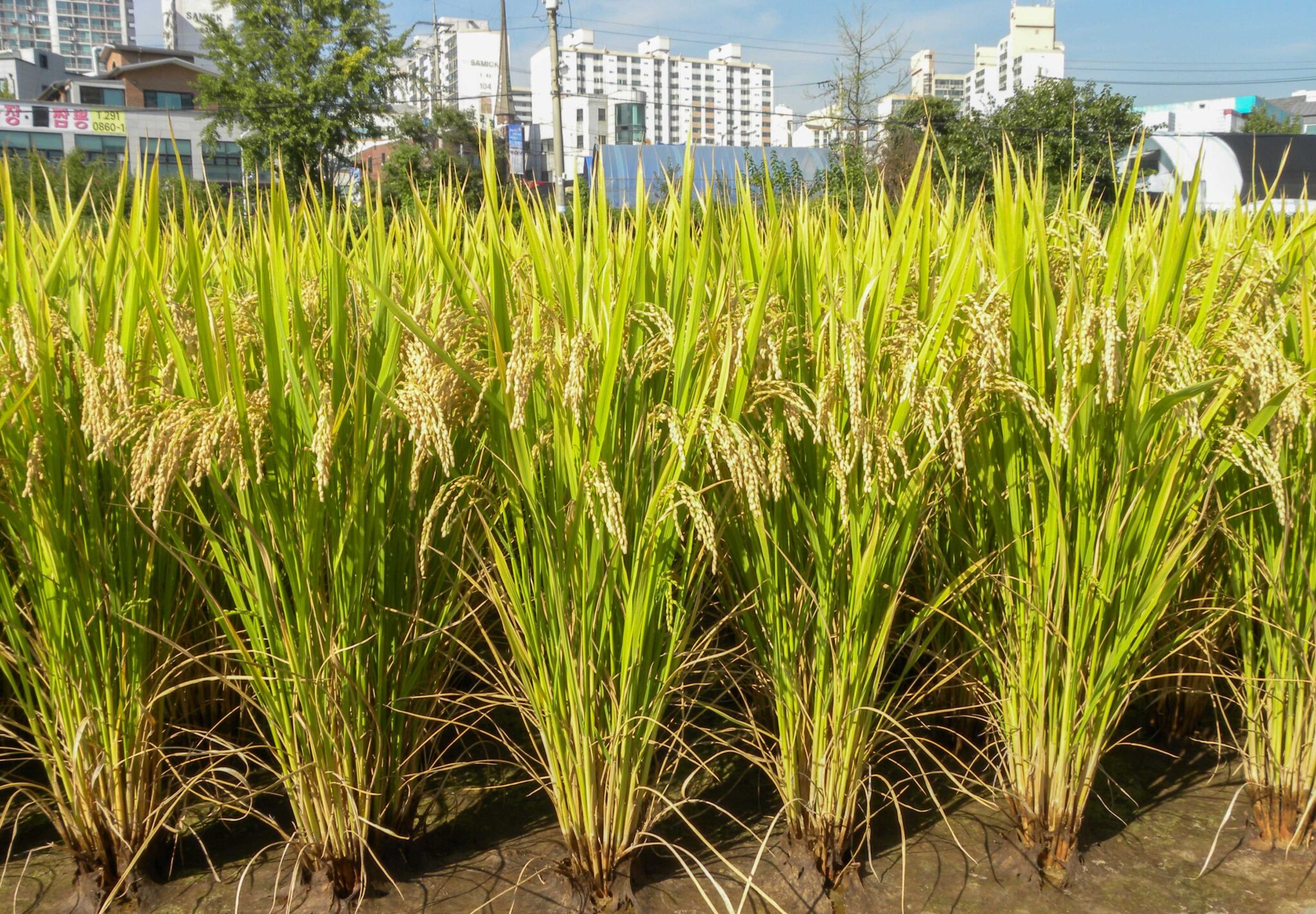 골든퀸2호 - Seedpia