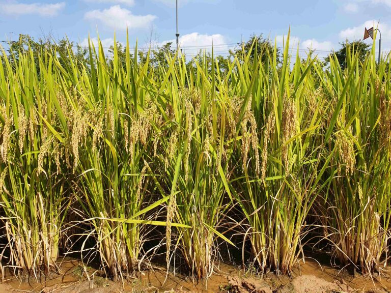 다온누리찰 - Seedpia