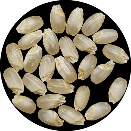 시드피아 - Seedpia