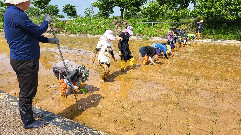 [2024.05.22] 2024년 시드피아 본답 모내기 - Seedpia